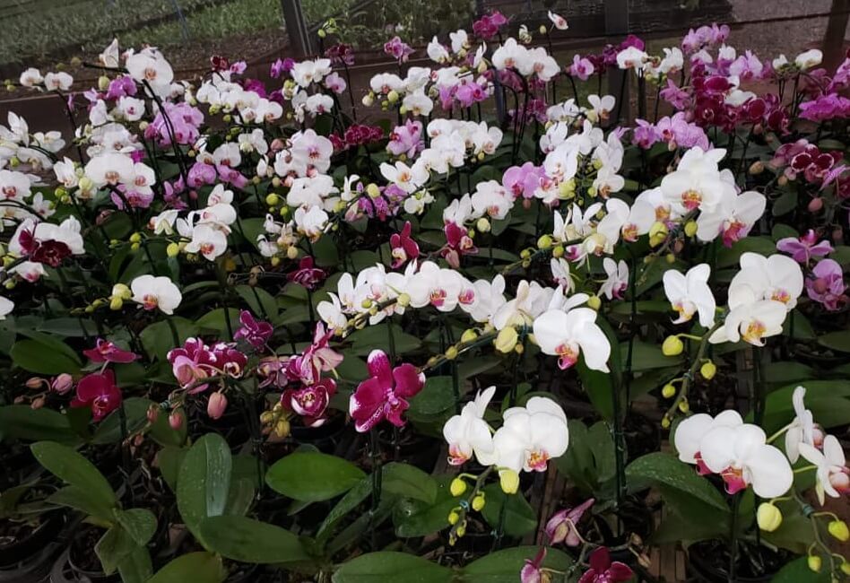 Orquidários movimentam o turismo em Petrópolis – ACONTECE EM PETRÓPOLIS