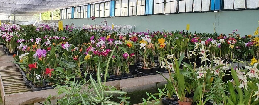 [Turismo] Você conhece o Orquidário Binot? – ACONTECE EM PETRÓPOLIS